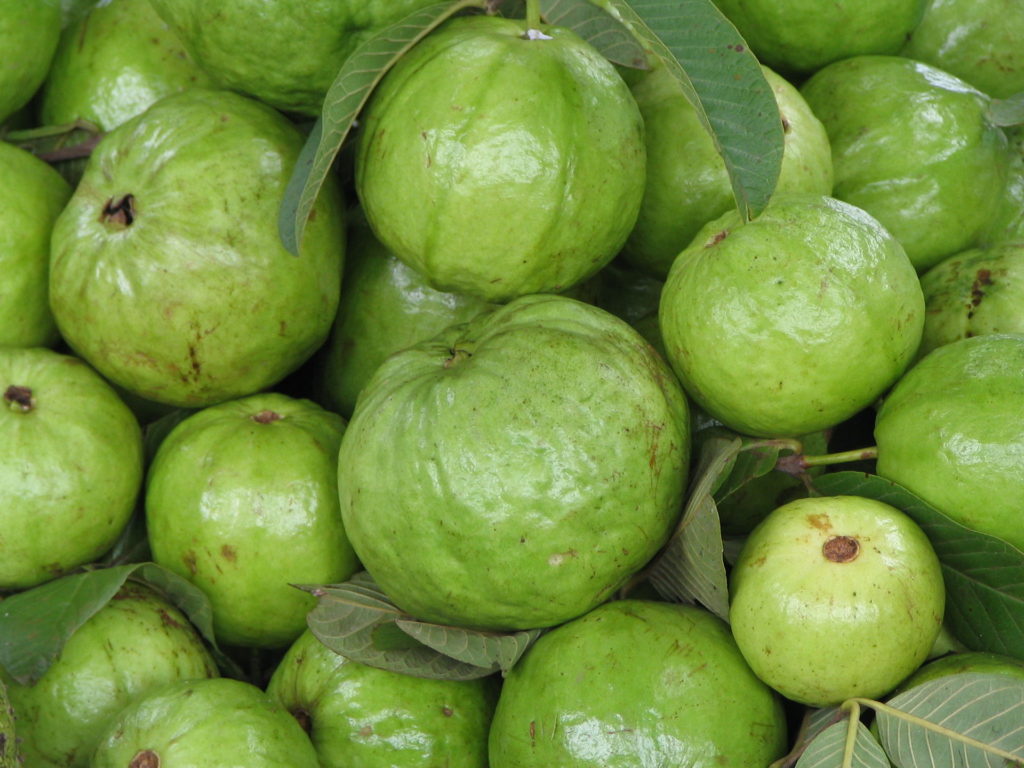 Guava (Amrood) – अमरूद - HaridwarMart